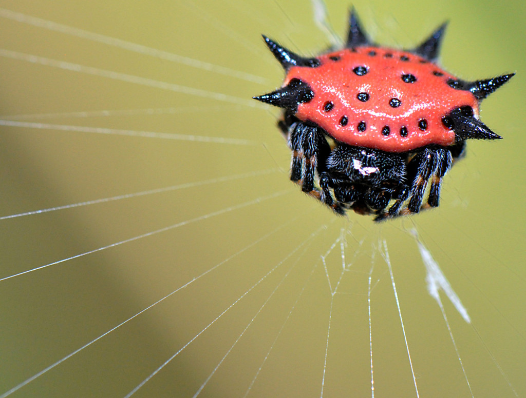 spiny orb weaver spider – Bigger On The Inside – Teddi Deppner
